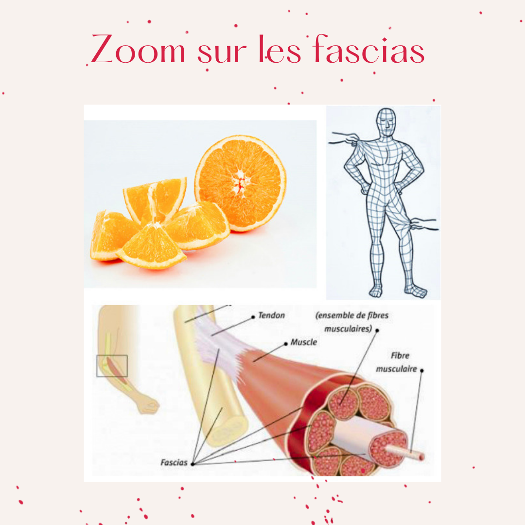 Zoom sur les fascias 🔎 – Samantha CLÉNET – Naturopathe à Bordeaux